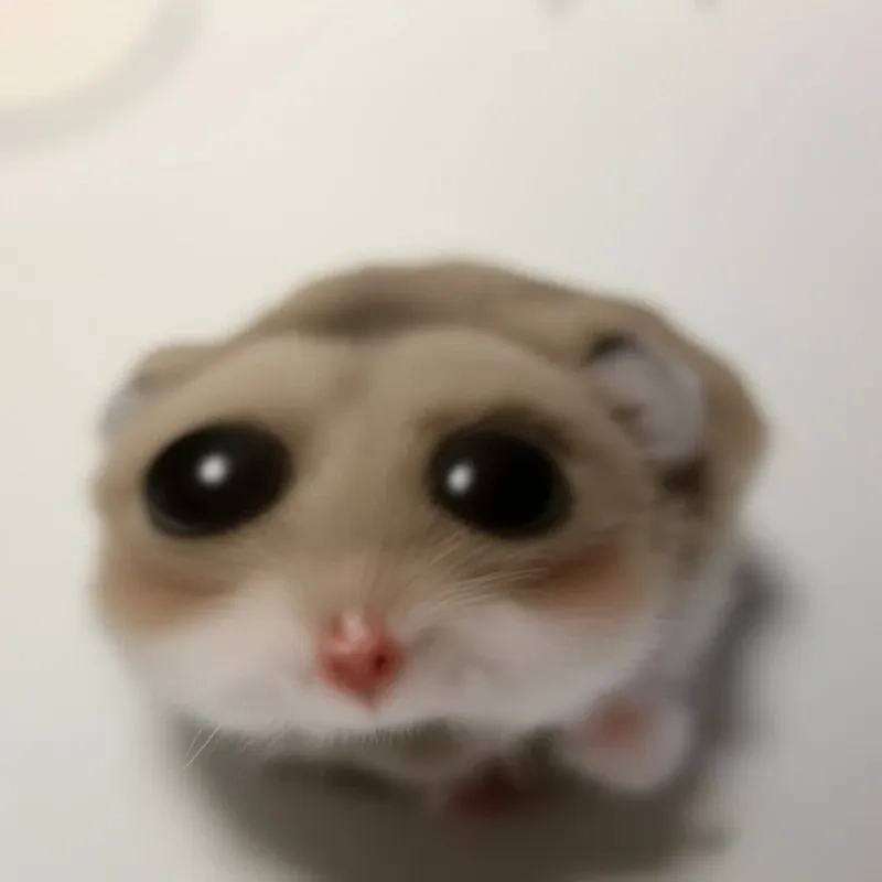 A gallery of the best sad hamster meme videos and GIFs